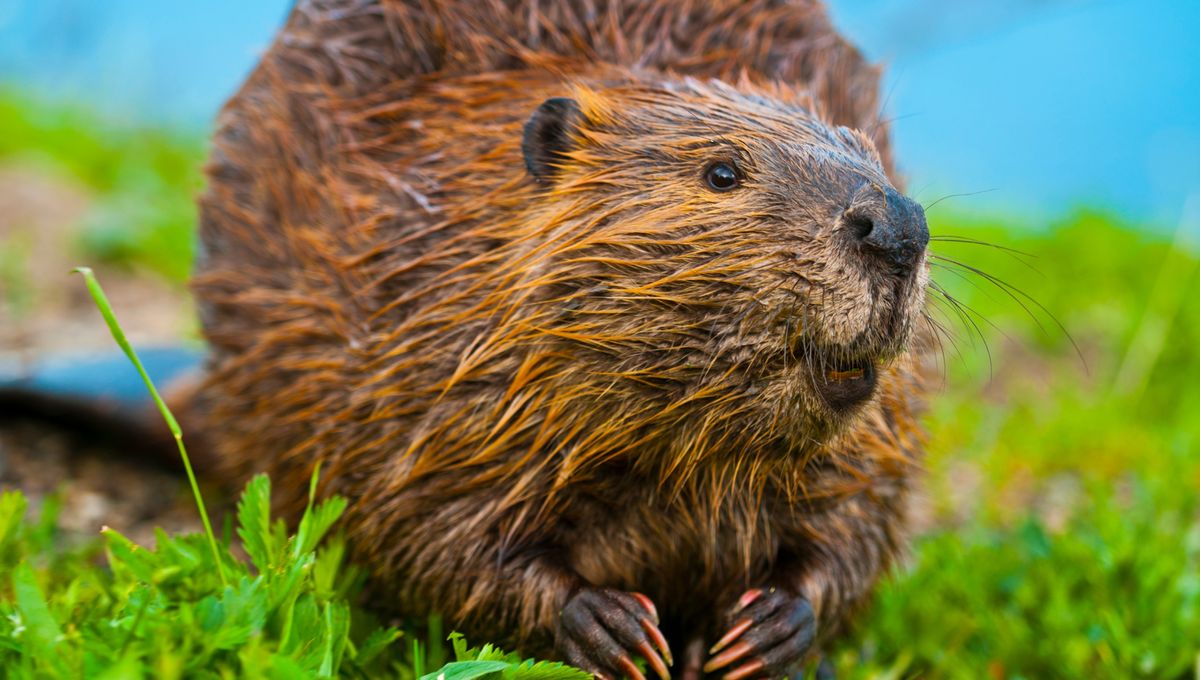 Early Humans Hunted And Ate Beavers 400,000 Years Ago | IFLScience