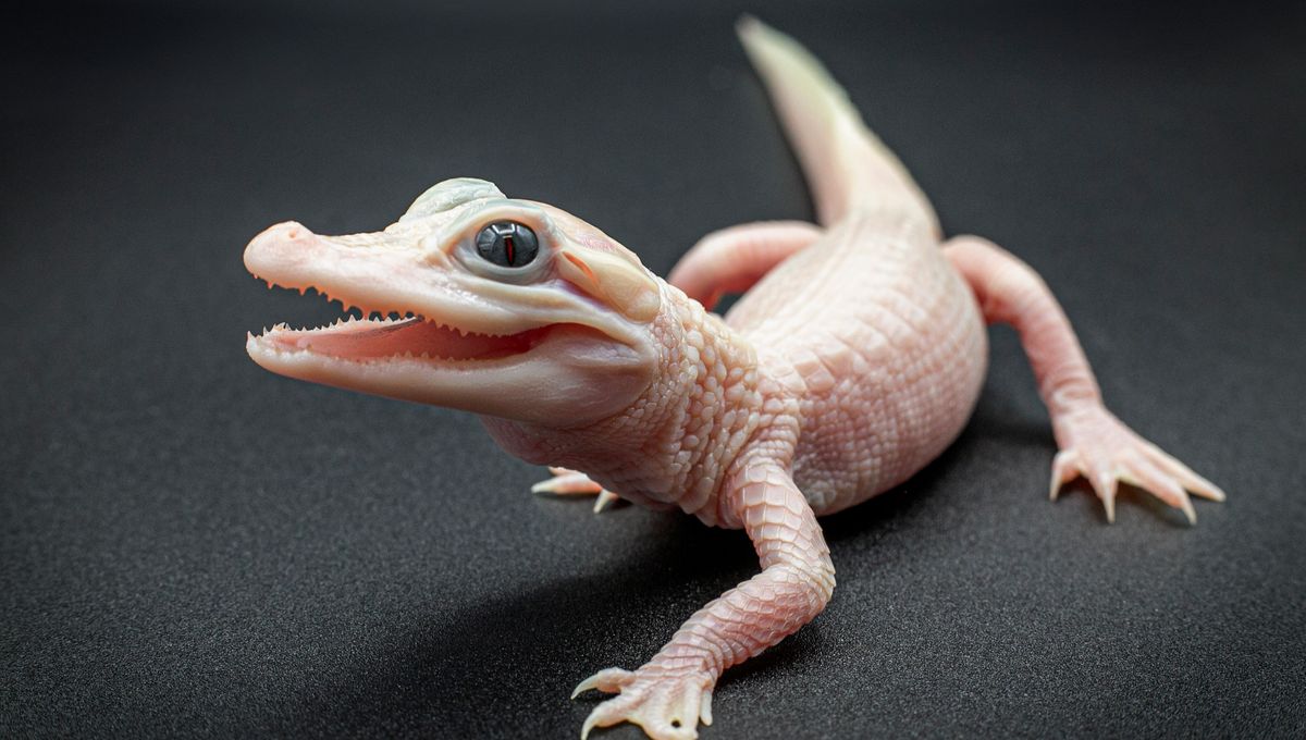 Look At This Super Cute, Super Rare White Alligator Just Hatched In ...
