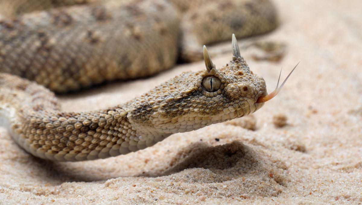 Having Horns Could Mean Camouflage Or Catastrophe For Some Snakes And Lizards | IFLScience