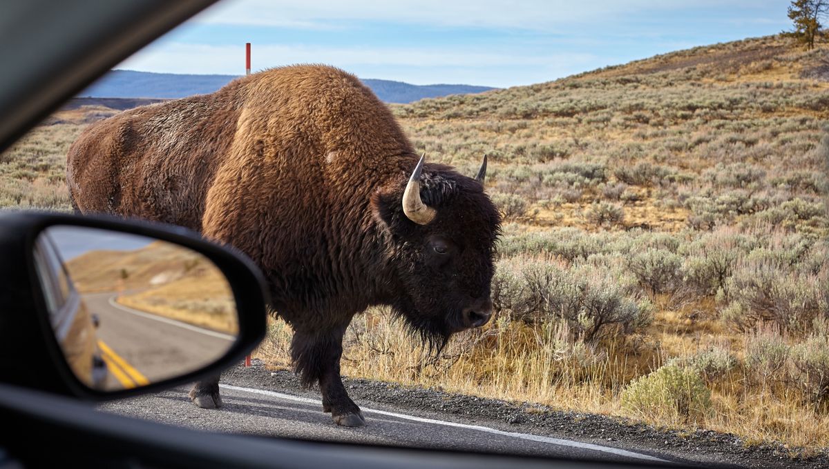 Yellowstone Bison Decides That Cars Are Better With More Holes | IFLScience