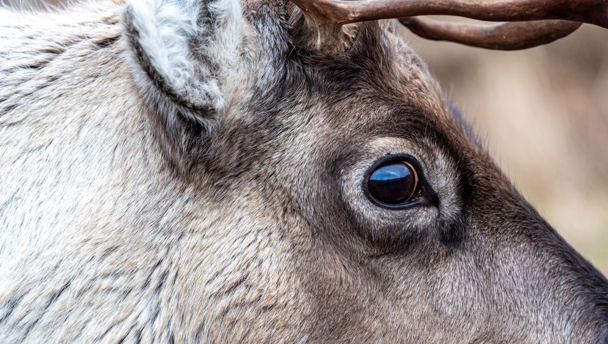 Reindeer’s Freaky Eyes Give Them In-Built Night Vision For Spotting Snacks | IFLScience