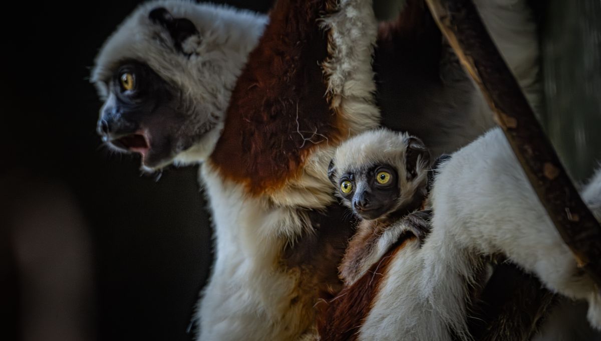 Critically Endangered Rare "Dancing Lemur" Born At UK Zoo | IFLScience