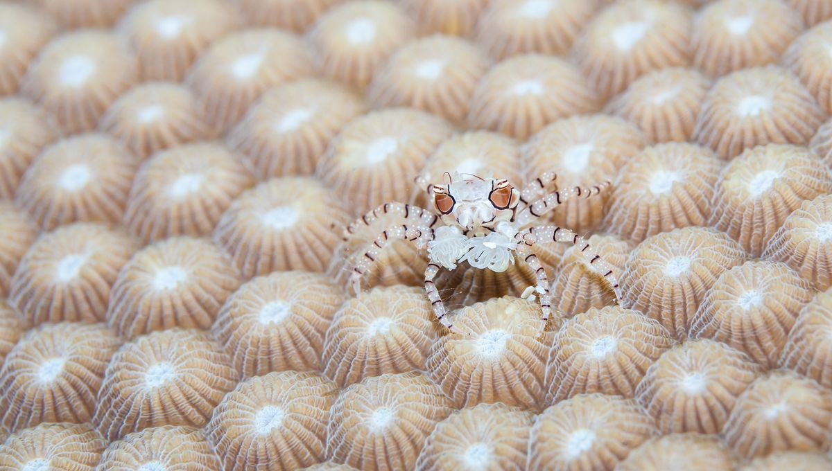 Boxing Pom-Pom Crabs Can Tear Their Anemone Accessories In Half ...