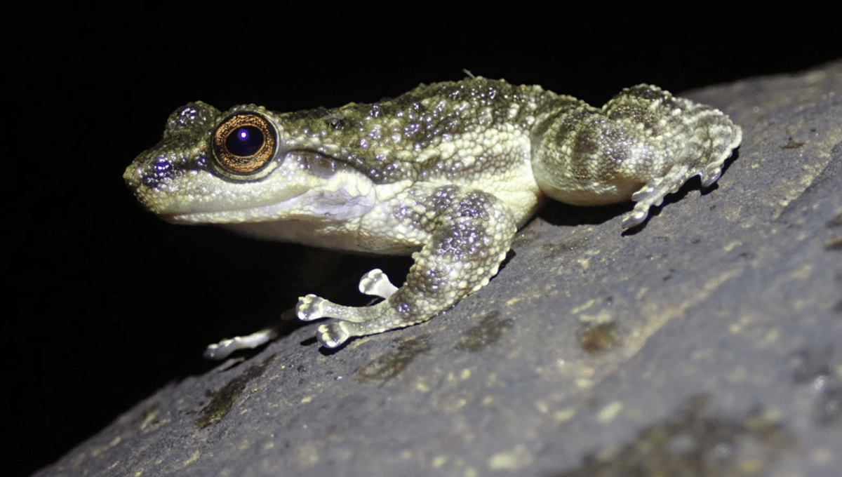 Saber-Toothed Frogs Found To Have A Mysterious "Gland" Unknown To ...