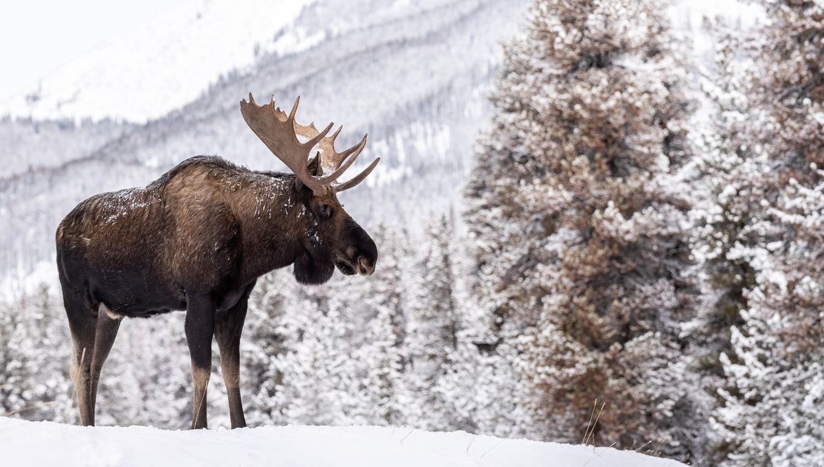 Why You Shouldn’t Let Moose Lick Your Car, And What To Do If One Tries ...