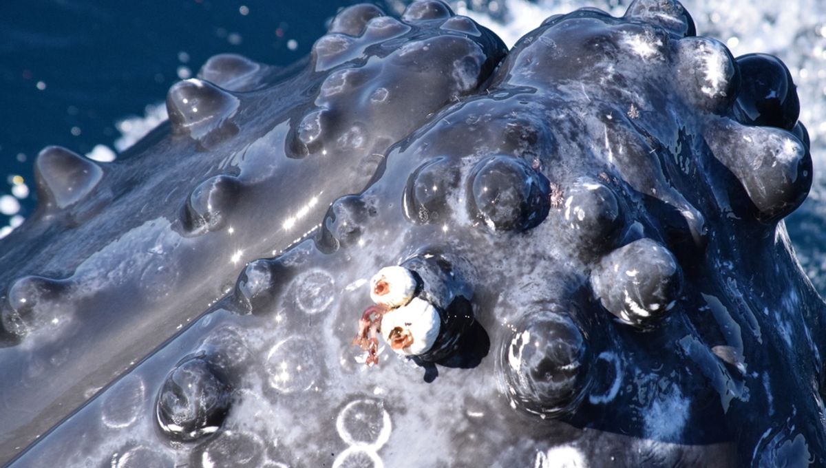 Do Whales Have Hair? | IFLScience