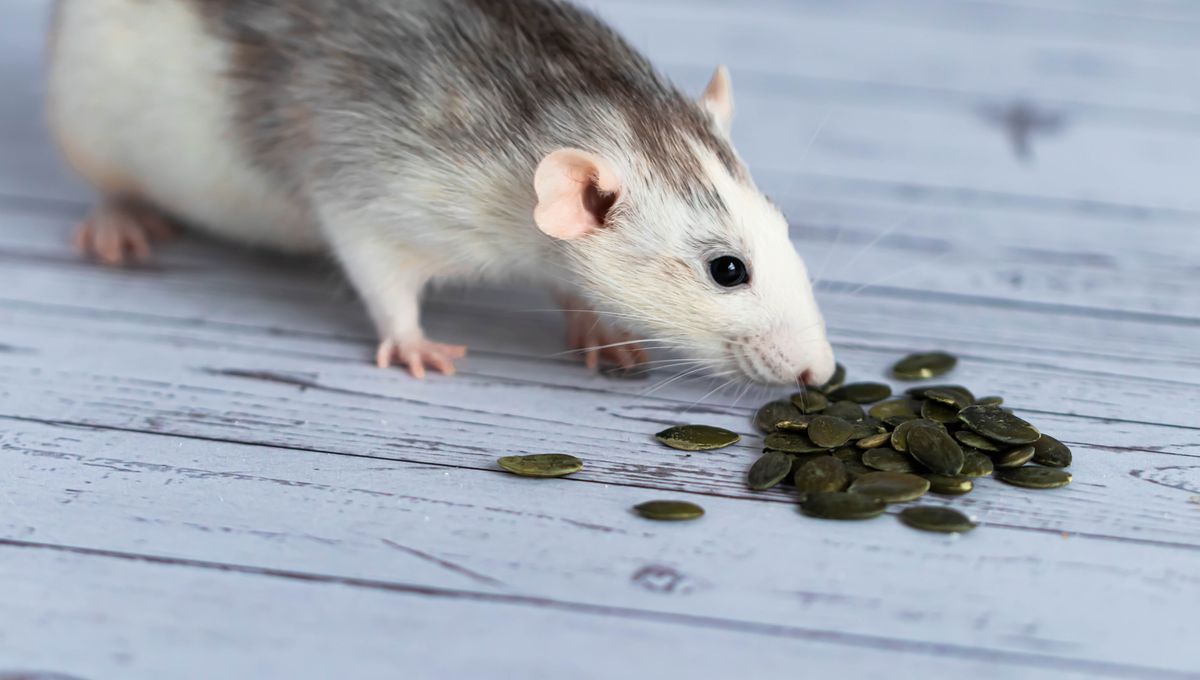 First Ever Proof Of Non-Human Animals Using Old Memories To Solve ...