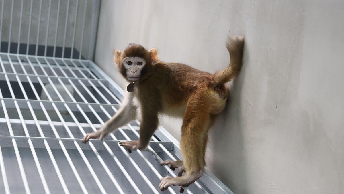 Chinese Scientists Successfully Cloned Monkey - And It Has Survived For 2 Years | IFLScience