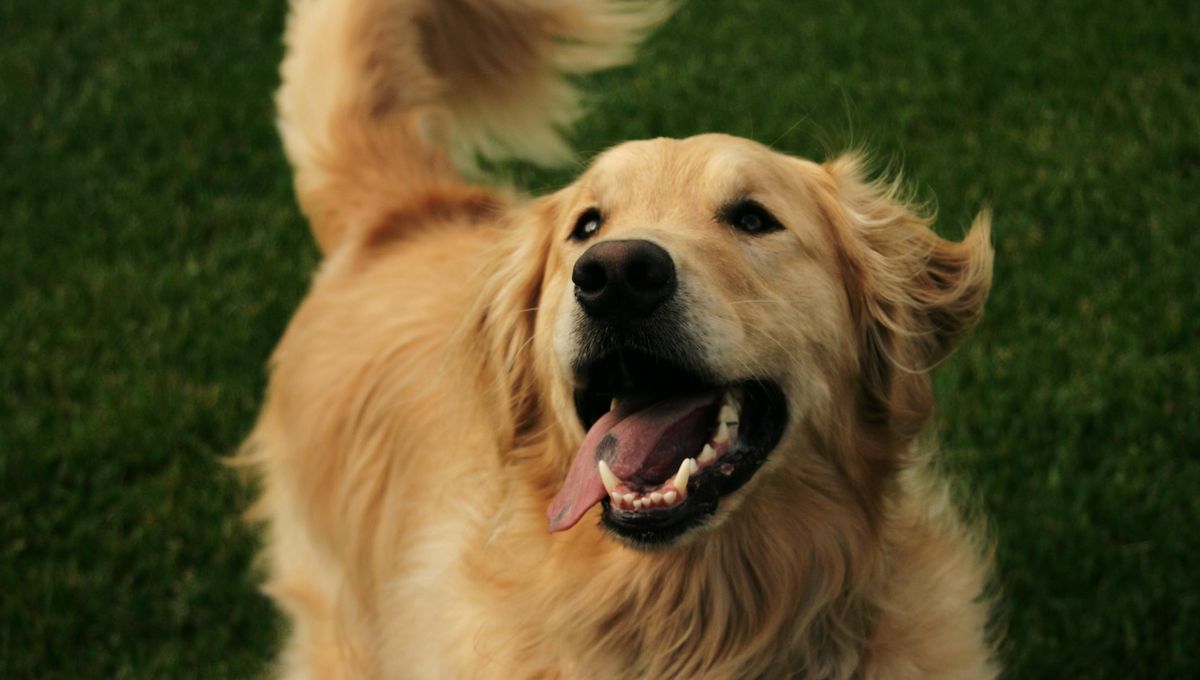 Why Dogs Really Wag Their Tails: New Theory Could Help Solve Mystery ...