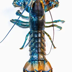 Half Blue Lobster