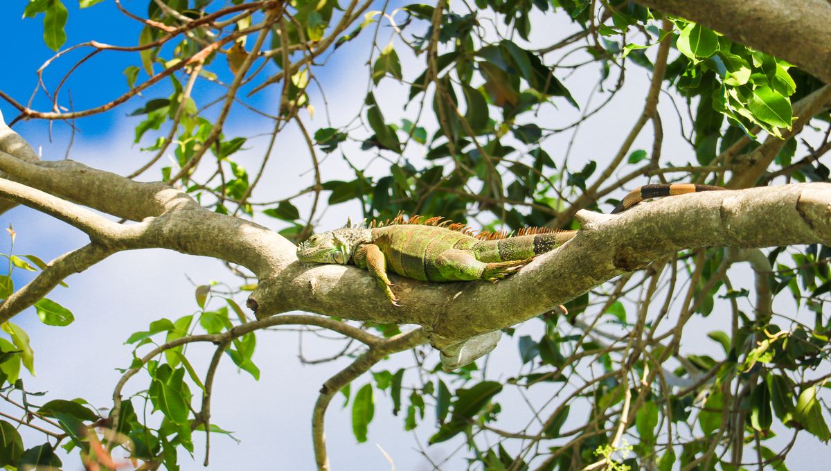 Heads Up, It’s Falling Iguana Season In Florida | IFLScience