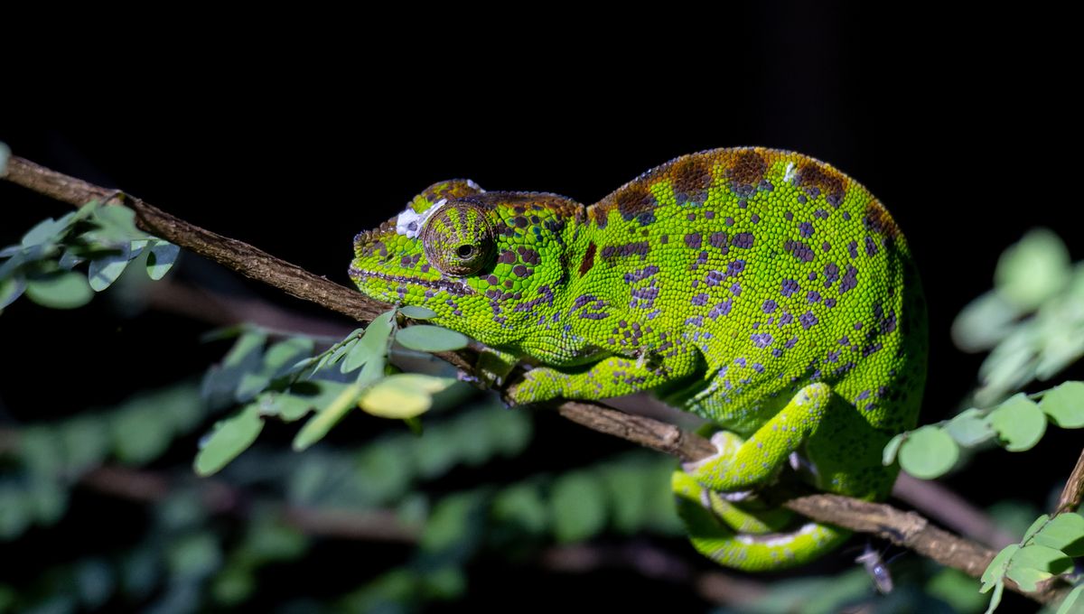 World-First Footage: Watch A Labord's Chameleon's Final Colorful ...
