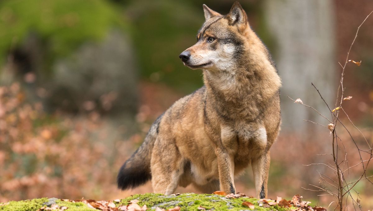 Netherlands Rules It’s Okay To Shoot Wolves With Paintball Guns ...