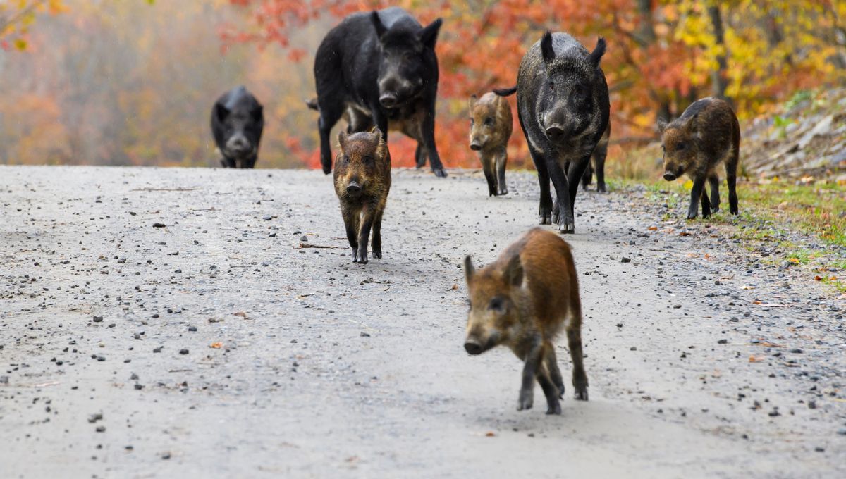 Hybrid Hogs Are Raising Hell In Canada | IFLScience