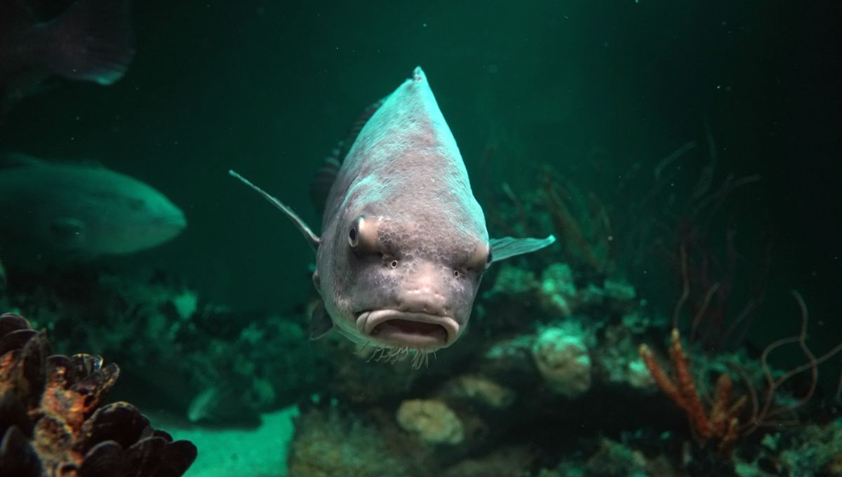 Strange Noise Heard In Florida Since 2021 Probably Mating Drum Fish ...