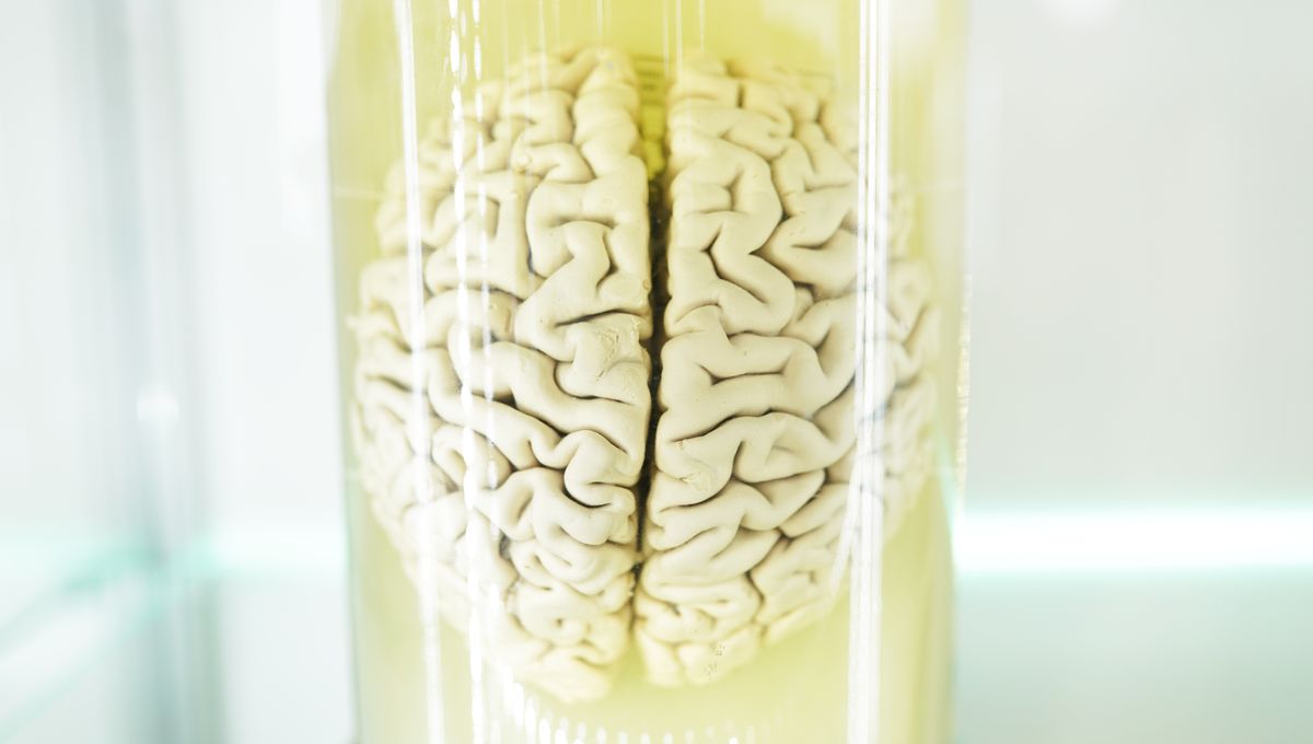 A Pig Brain Has Been Kept Alive Outside The Body For Five Hours ...