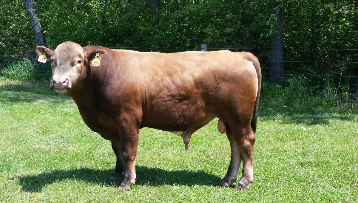 The Beefalo, A Hybrid Blend Of Cows And Buffalo | IFLScience