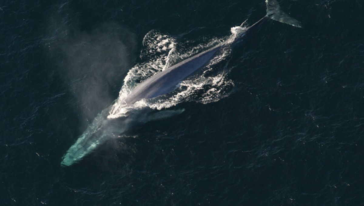 Hybrids Of Blue Whales And Fin Whales Are Surprisingly Common In North ...