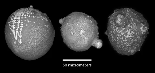 Dust From 2.5-Million-Year-Old Meteorite May Be Oldest Evidence Of An ...