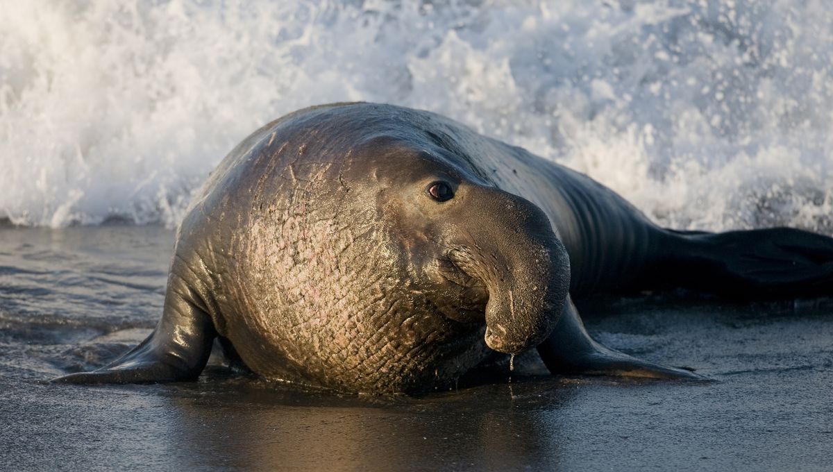 “Altruistic” Bull Elephant Seal Turns Lifeguard To Save Drowning Pup ...