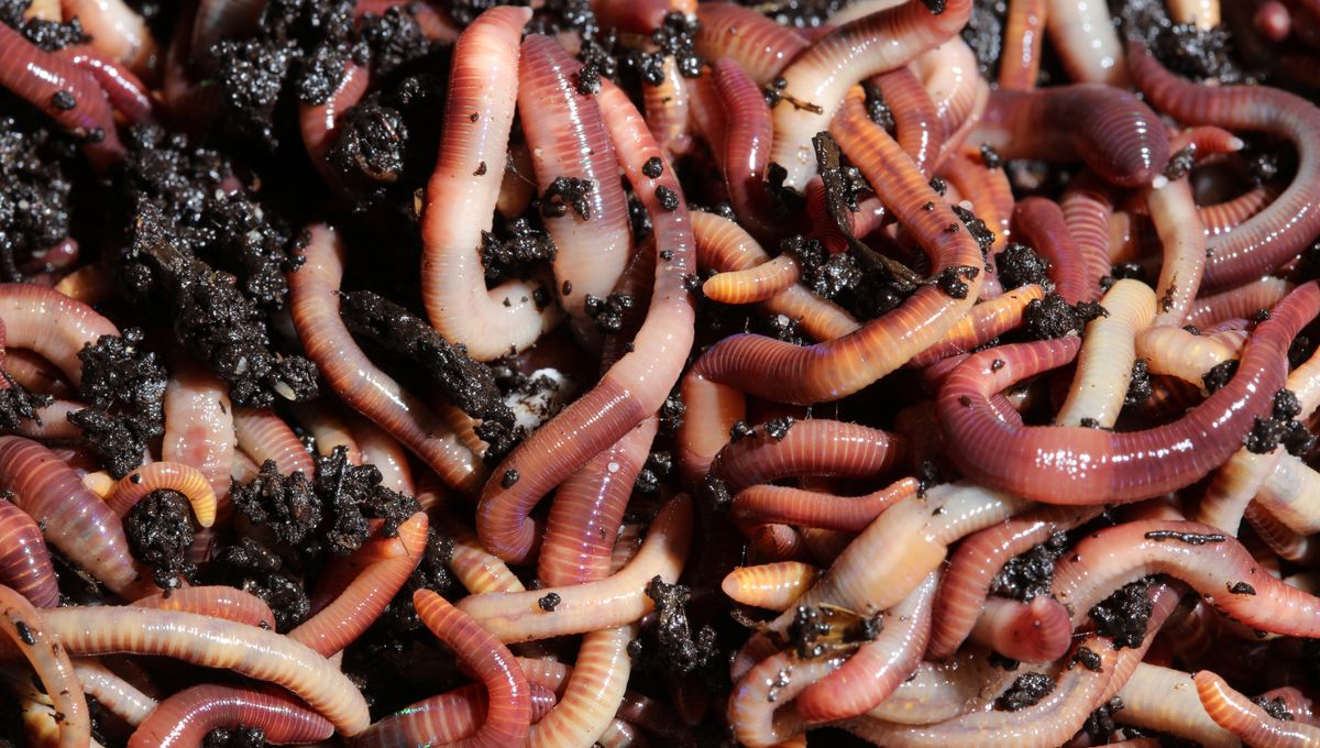 Alien Earthworms Are Already Here, And They’re Threatening Ecosystems ...