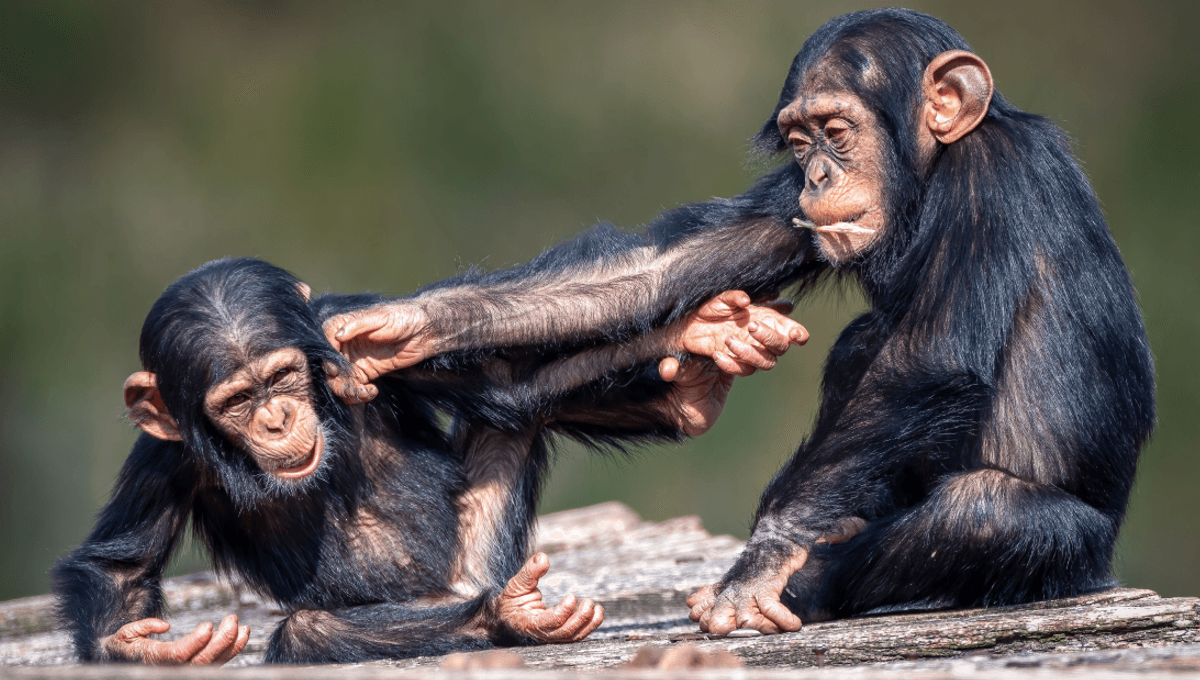 Do Apes Have Humor? Turns Out They Love To Tease | IFLScience