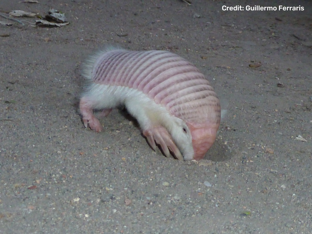 Pink Fairies: The World’s Smallest Armadillo Has A Unique Double Skin ...