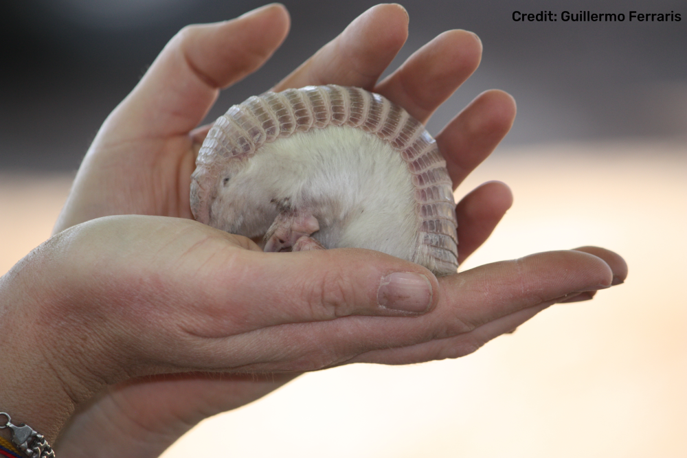 Pink Fairies: The World’s Smallest Armadillo Has A Unique Double Skin ...