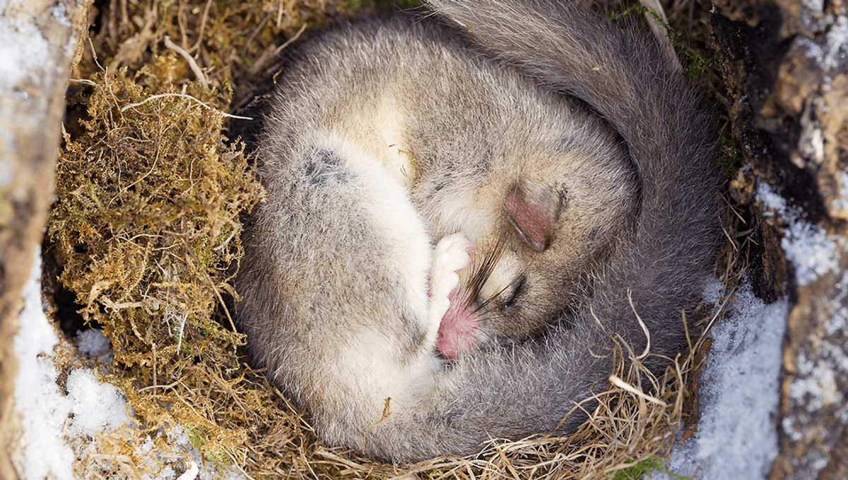 Torpor Vs Hibernation: What's The Difference? | IFLScience