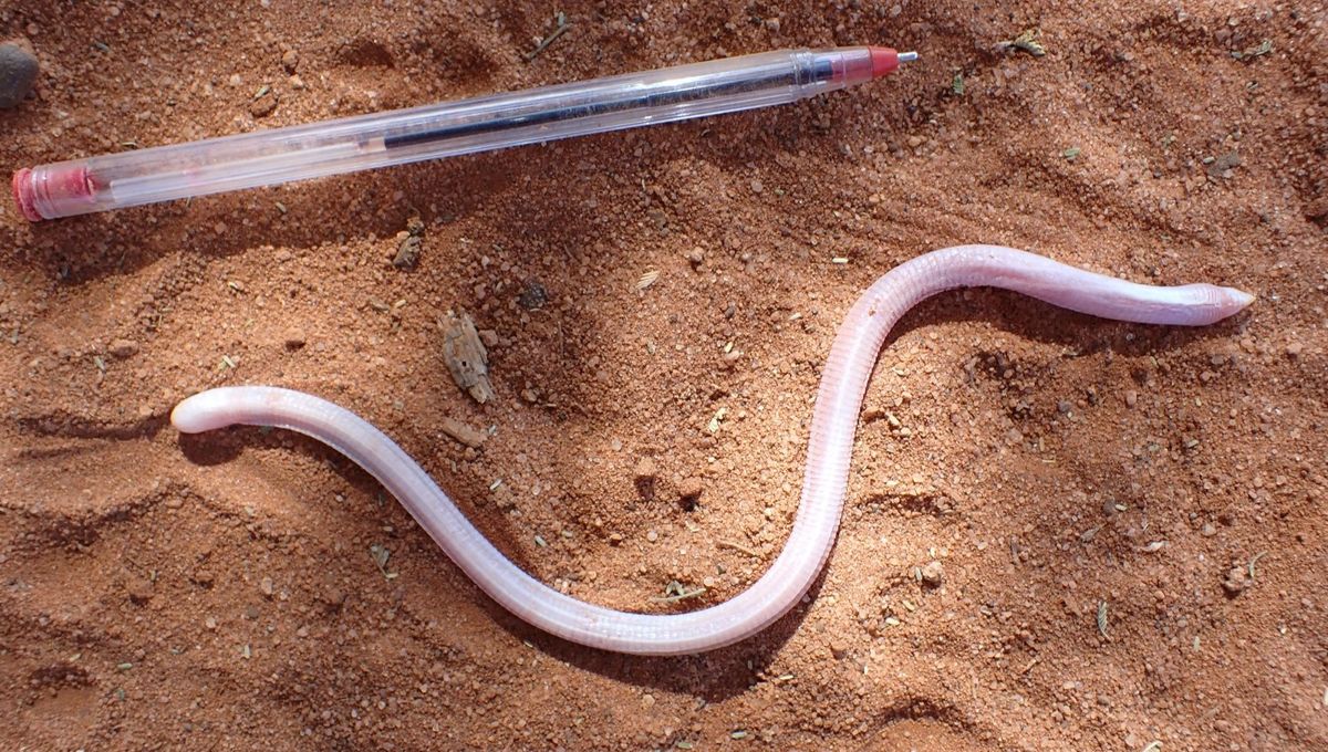 Weird Pink "Worm Lizard" Spotted Out Of Hiding For First Time In 90 ...
