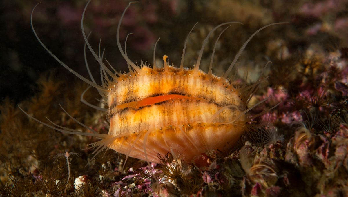 What Are Scallops? | IFLScience