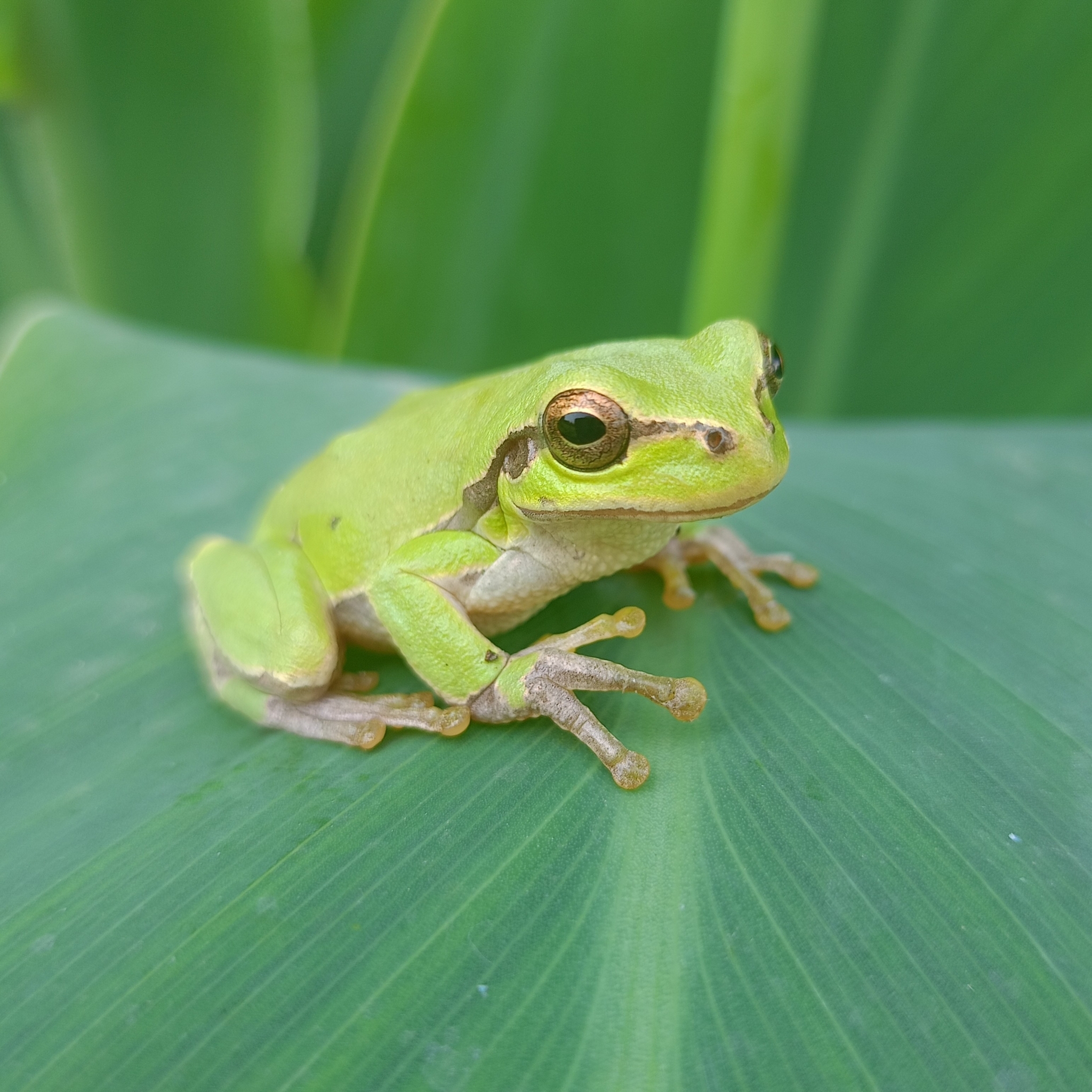 Chernobyl Frogs Have Changed Color, And It Could Be What’s Helped Them ...
