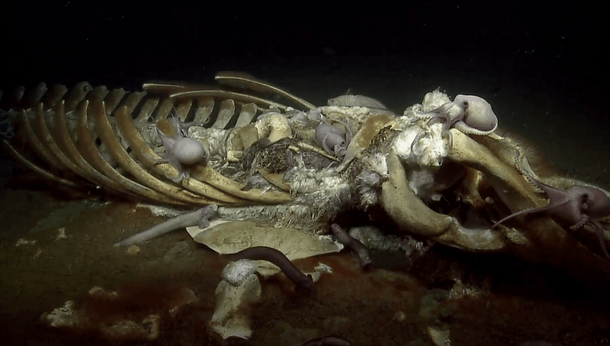 Whale Falls: How Dead Whales Go On To Feed An Entire Ecosystem | IFLScience