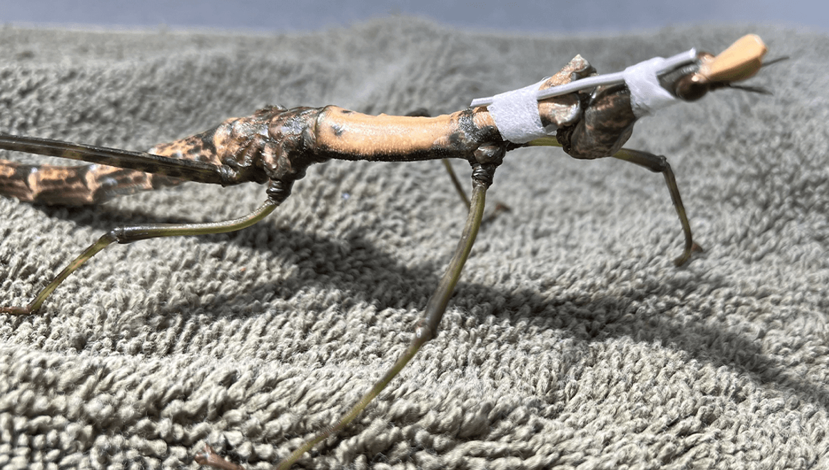 Tiny Neck Brace Created For Peruvian Jumping Stick At Houston Zoo ...