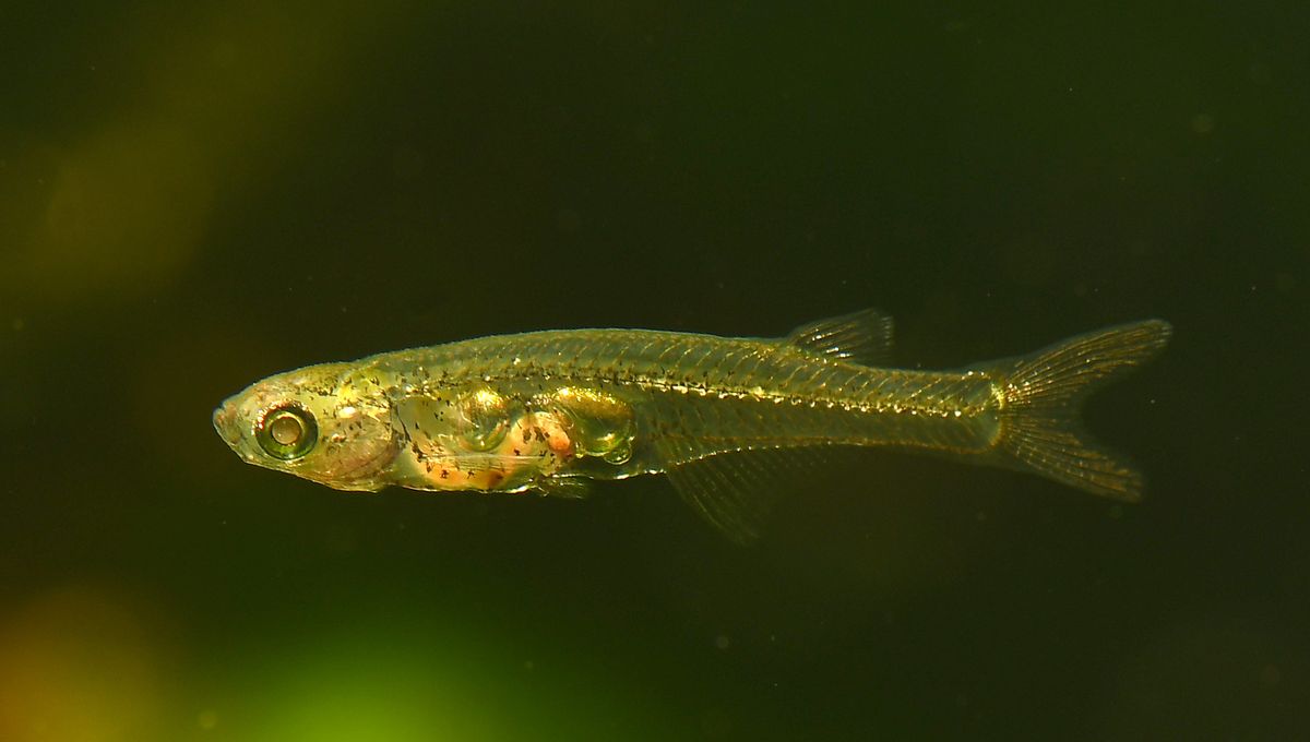 12-Millimeter Long Small-Brained Fish Can Make Sound As Loud As A Jet ...