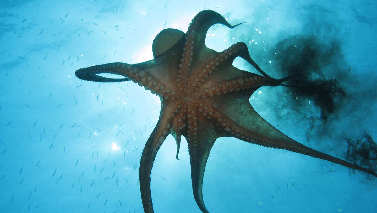 World-First Bans On Octopus Farming Are Being Considered By Some US ...