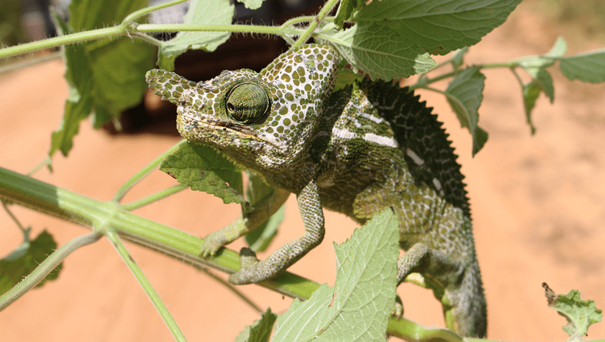 The Madagascan Chameleon That Goes "Extinct" For A Few Months Every ...