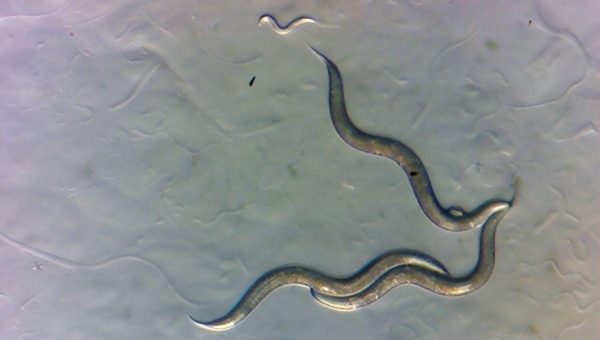 These Tiny Worms From Chernobyl Are Completely Unaffected By Radiation ...