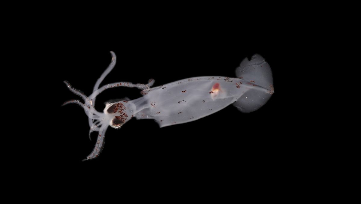 Over 100 New Species Found In Deep Sea Canyon Off New Zealand's Coast ...