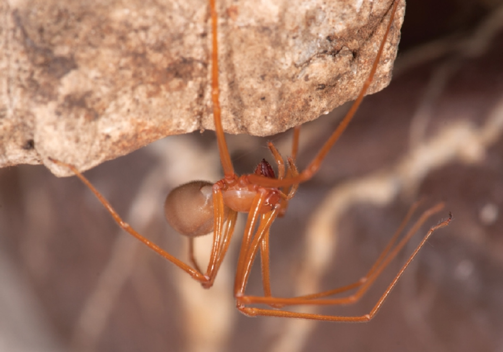 Trogloraptor Cave Spiders Evolved Rare Hooks For Hunting In The Dark ...