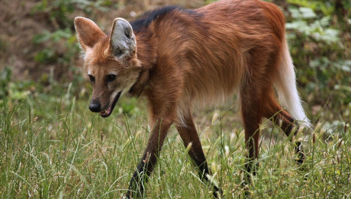 “The Maned Wolf: South America’s Tallest Mystery with the Heart of a ...
