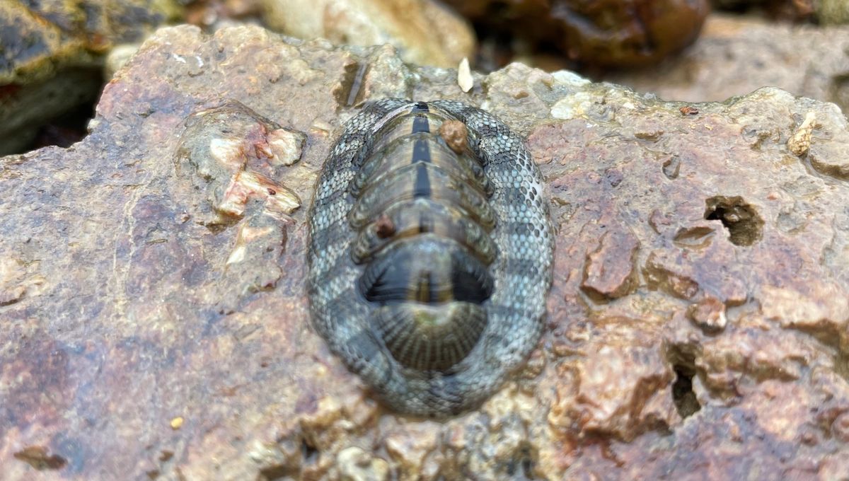 Bizarre Sea Beasties Covered In Eyes Evolved Their Peepers Four ...