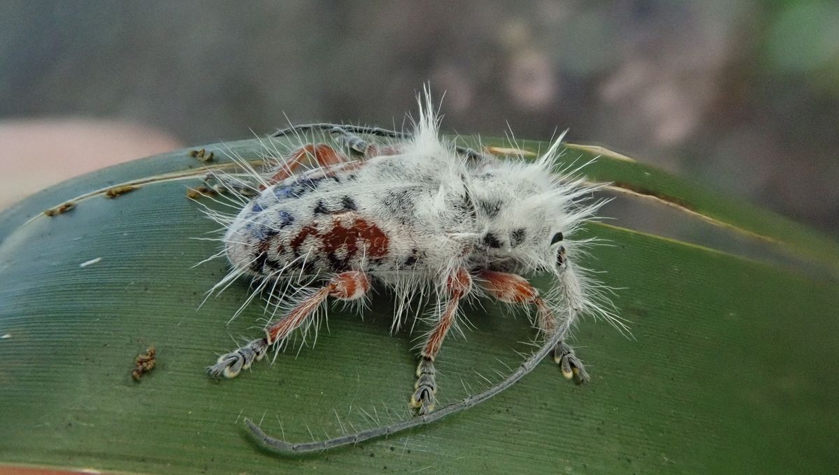 New Species Of Punk Beetle Was Almost Mistaken For Bird Poop | IFLScience