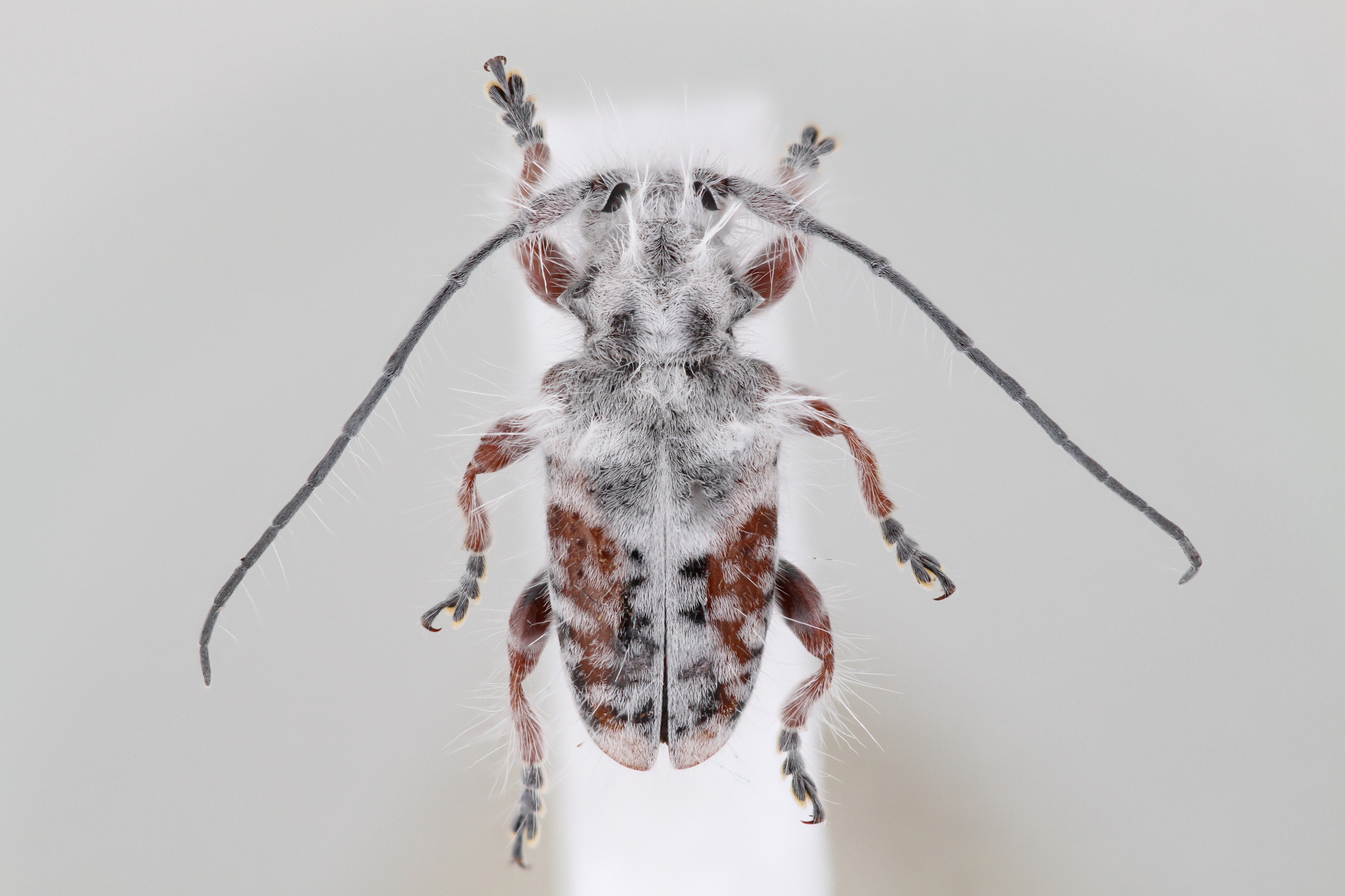 New Species Of Punk Beetle Was Almost Mistaken For Bird Poop | IFLScience
