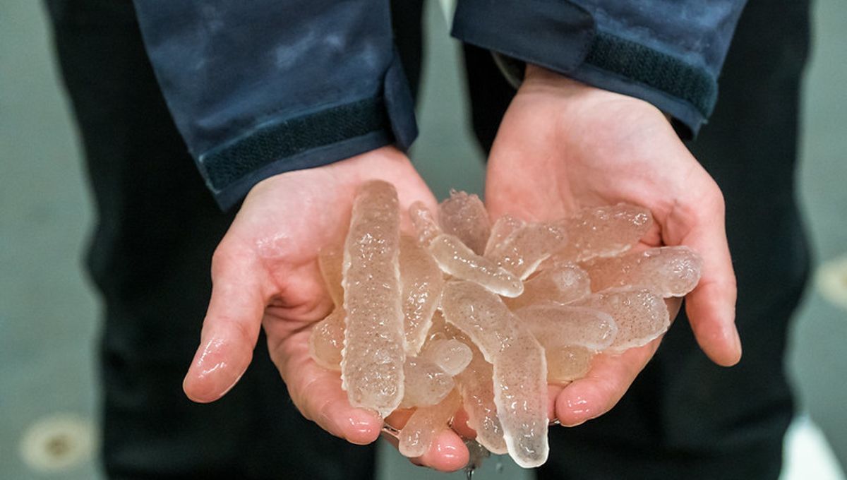 These Blobby Sea Pickles Are Alive And Thriving – But At What Cost ...