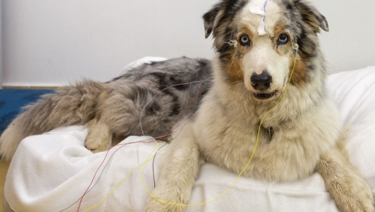 Dogs Can Understand Nouns And Link Words With Objects In Their Mind ...