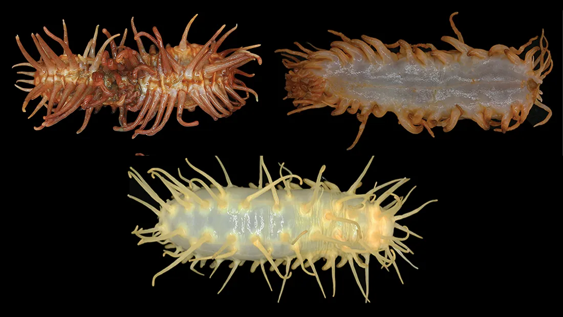 Sea Cucumber Inside Out Deep Sea Sea Cucumber | Churaumi Fish