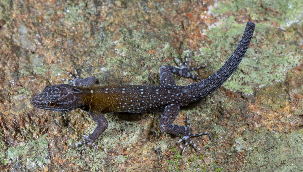 New “Starry Night” Gecko Species Found In India Named After Van Gogh ...