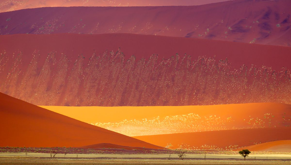 The Oldest Desert On Earth Is Home To "Fairies", Miracle Plants, And ...