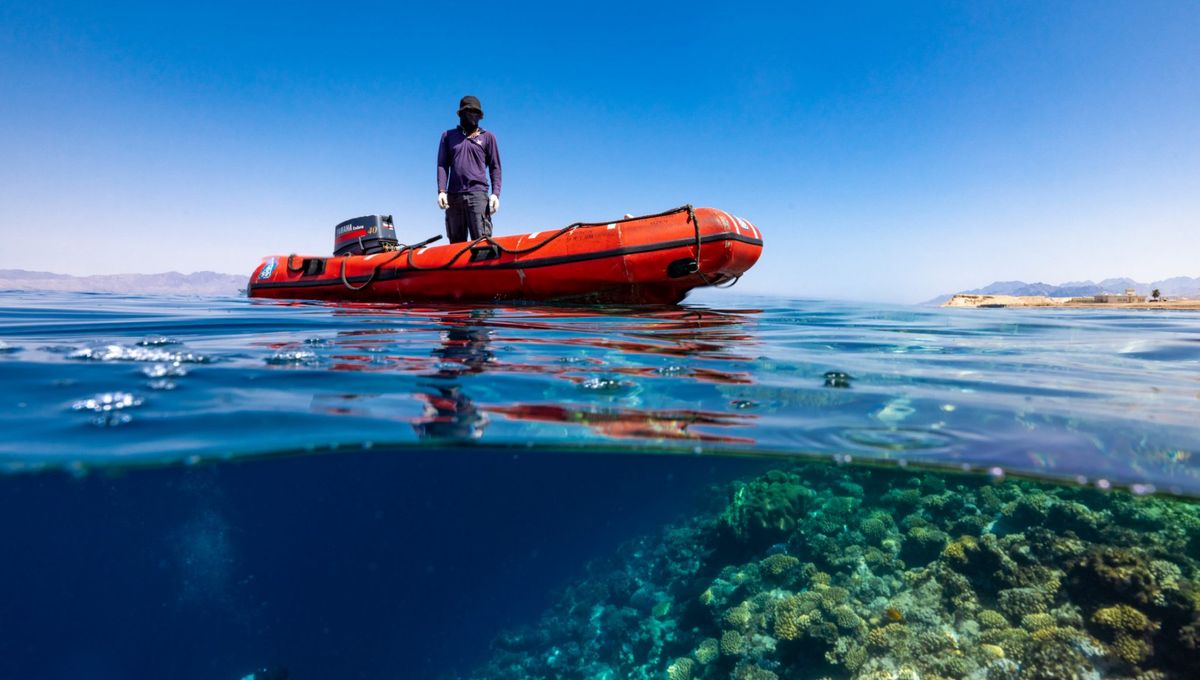The Red Sea Is Facing An Uncertain Future | IFLScience
